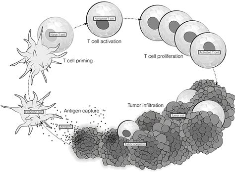 Cancer Immunotherapy And The Pd1 Pdl1 Checkpoint Pathway Abcam