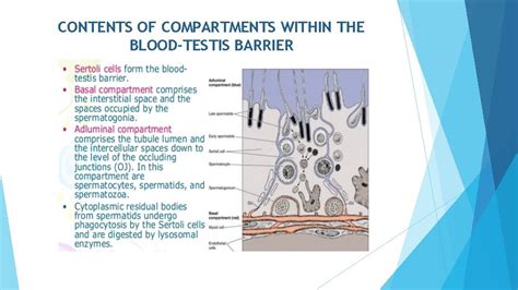 Testis Scrotum Spermatic Cord Male Genital System Review