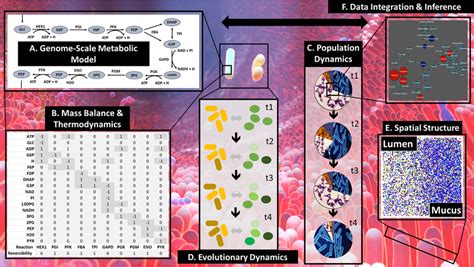 Integrating Genome Scale Metabolic Models A And B Population C And Download Scientific