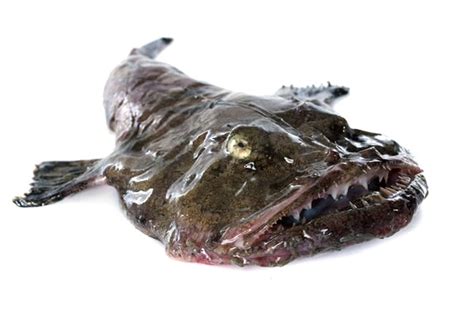 Monkfish Description Habitat Image Diet And Interesting Facts