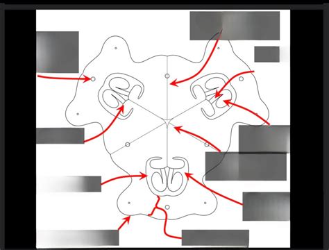 Syncarpous Ovary With 3 Carpels Diagram Quizlet