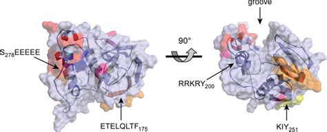 Ab Initio Model Of Pacs 1 Fbr Ab Initio Modelling Of The Pacs 1 Fbr Download Scientific Diagram