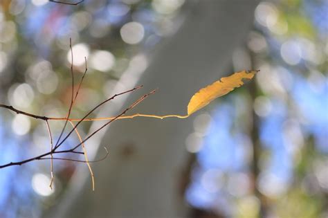 Premium Photo Close Up Of Tree Branch Premium Photo Close Up Of Tree Branch
