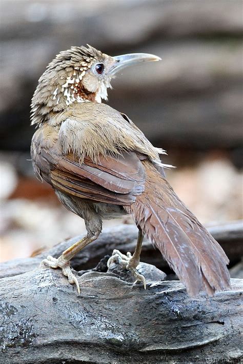 Scimitar Babbler Timaliidae Bird Photography