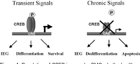 Figure 1 From Cyclic Amp Response Element Binding Protein In The Vessel Wall Good Or Bad