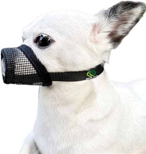 Dog Muzzle Stop Eating Poop At Jason Quinn Blog