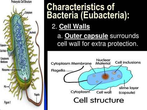 Ppt Bacteria Powerpoint Presentation Free Download Id578083