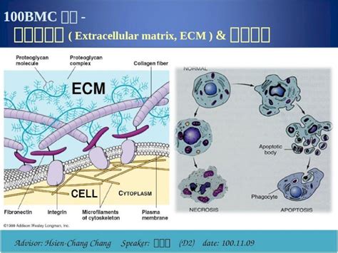 Ppt 細胞外基質 Extracellular Matrix Ecm And 細胞死亡 Dokumentips