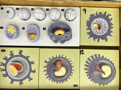 BI Lab Reproductive Anatomy Models Flashcards Quizlet
