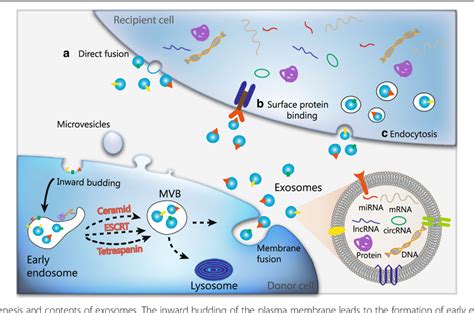Extracellular Vesicles Semantic Scholar