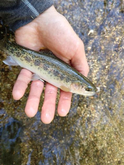 Recovering Trout Stream In Southern California Hunting The River King