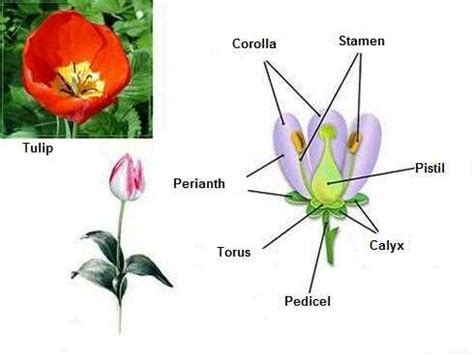 Understanding The Essential Parts Of A Tulip Diagram