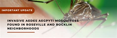 Invasive Aedes Information Pmvcd