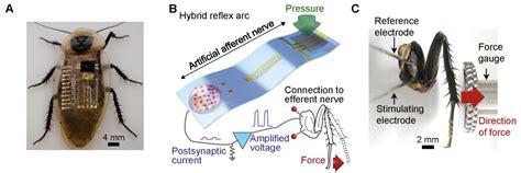 Artificial Sensory Neurons May Give Future Prosthetic Devices And