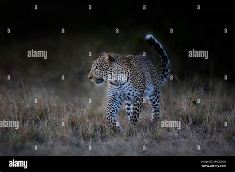 A Leopard Roams Its Hunting Range And Territory During Twilight Masai