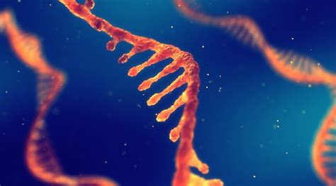 What Is RNA John Innes Centre