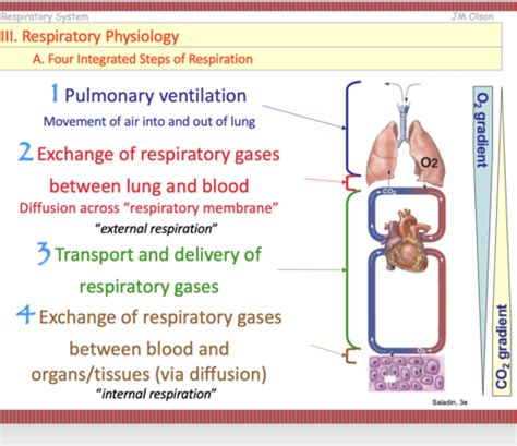 Respiratory Anatomy Flashcards Quizlet