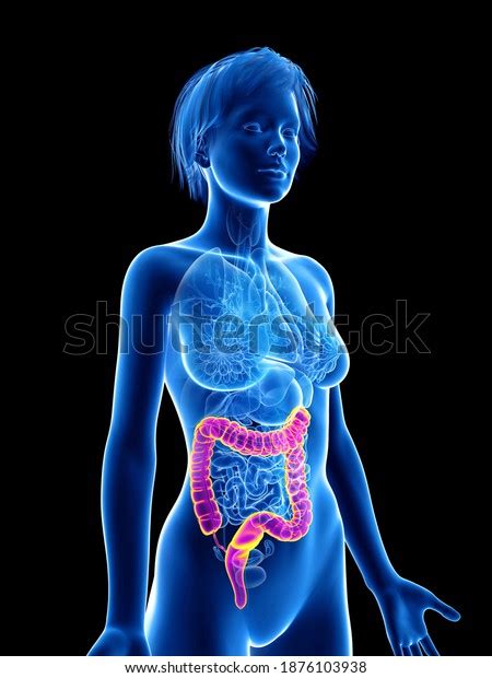 Illustration Womans Colon Stock Illustration Shutterstock