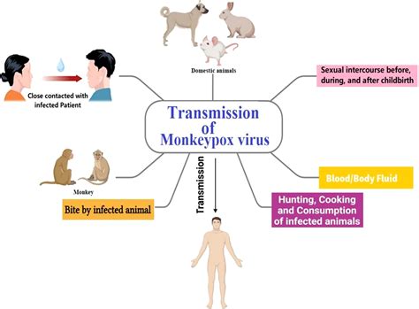 Frontiers | Anti-viral drug discovery against monkeypox and smallpox infection by natural ...