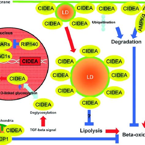 Schematic Diagram Of The Functions Of Cidec As Described In This Download Scientific Diagram