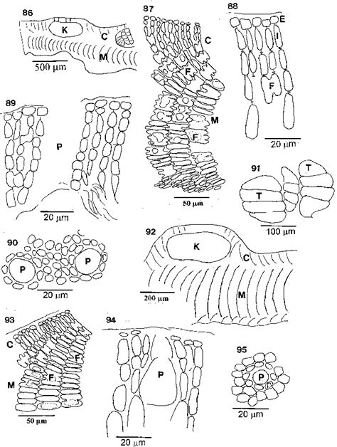 Anatomy Of Isotype Uc Of Lithothamnion Lamellatum 86 91 And Download Scientific Diagram