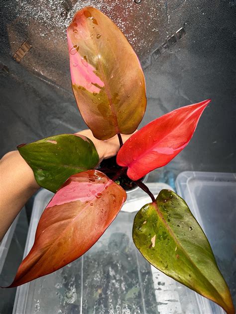 Philodendron Persimmon Princess Kunzo Lineage High Color Etsy