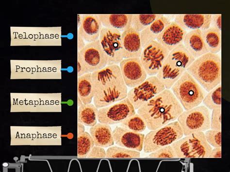 Onion Root Tip Under Microscope Labelled Diagram