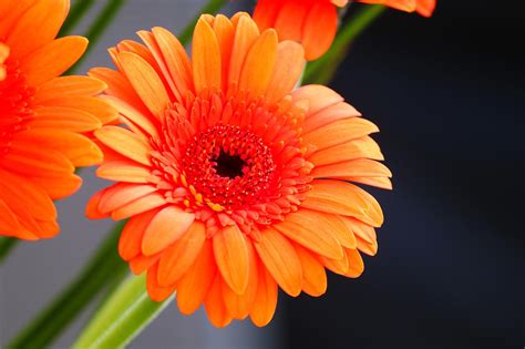 80000 Kostenlose Gerbera Strauß Rosa Und Gerbera Bilder Pixabay