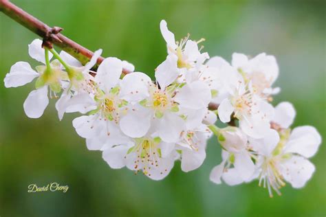 賞花情報｜香港一年四季常見植物花期＋觀賞地點一覽 12 04 20230311 熱點 即時新聞 明報新聞網