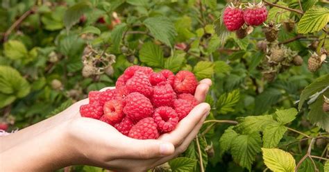 Самые популярные сорта крупноплодной малины | Raspberry, Strawberry, Fruit