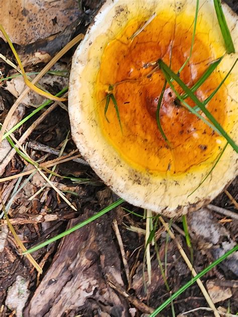 Ganoderma Tsugae R Shroomid