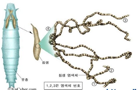 유전학 Exp3 초파리 교배실험 단성 반성 양성 초파리의 침샘염색체 관찰 네이버 블로그 유전학 Exp3 초파리 교배실험 단성 반성 양성 초파리의 침샘염색체 관찰 네이버 블로그