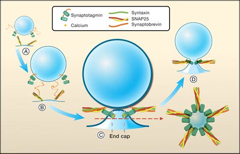 Membrane Curvature In Synaptic Vesicle Fusion And Beyond Cell
