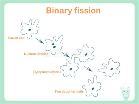 Binary Fission Vector On White Background Stock Vector Illustration Of Cell Liver 187655897