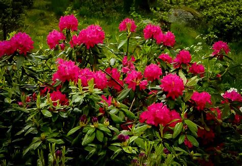 Nova Zembla Rhododendron For Sale The Tree Center™