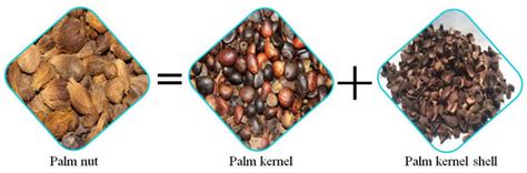 Palm Kernel Cracker And Shell Separator For Sale Factory Price Vegetable Oil Machine