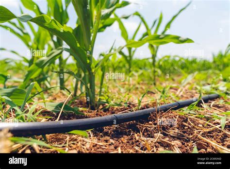 Drip Irrigation Farm High Resolution Stock Photography And Images Alamy