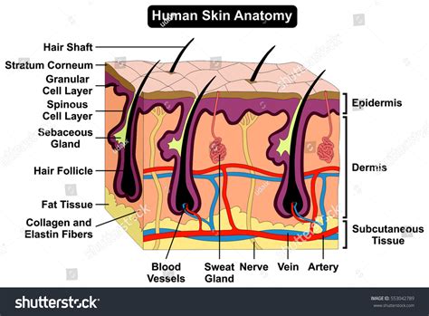 Human Skin Diagram