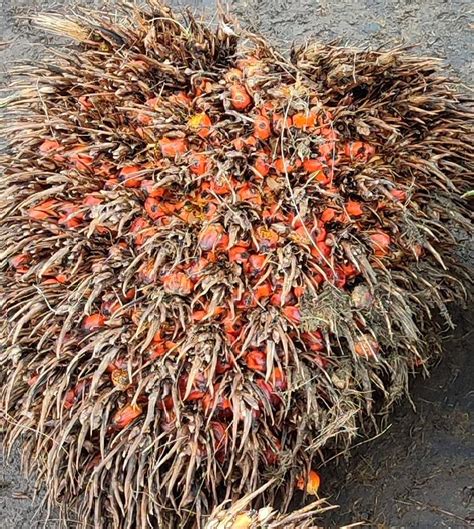 Objectclassificationtandanoverripe Object Detection Dataset By Teguh Ginanjar