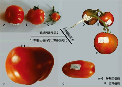 The Fruits Of Transgenic Tomato 1 Download Scientific