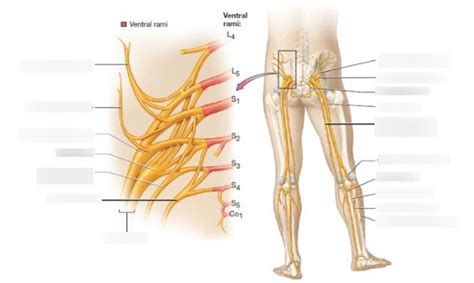 Sacral Plexus Diagram Diagram Quizlet
