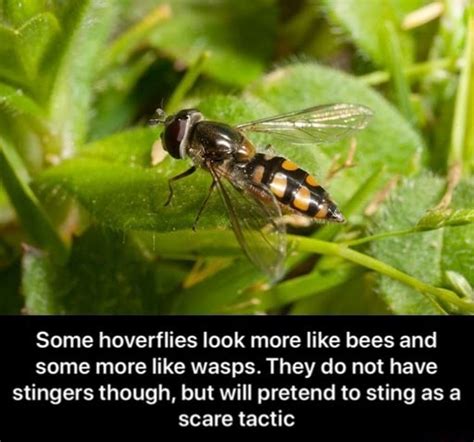 Some Hoverflies Look More Like Bees And Some More Like Wasps They Do