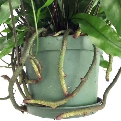 Kangaroo Fern Microsorum Diversifolium Large Jiffy Plants