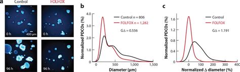 Drug Response Assessed By Pdco Diameter 96 H Posttreatment With And Download Scientific Diagram