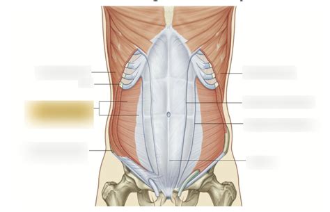 Diagram Of Transversus Abdominis Quizlet