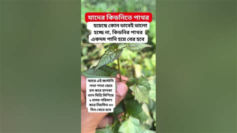 এই লতা গাছ চিনে রাখুন। Youtube