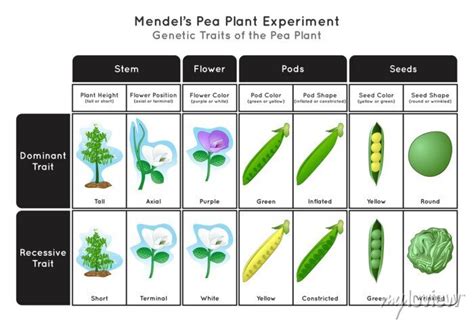 Genetic Trait Pea Plant Mendel Experiment Infographic Diagram Posters For The Wall • Posters
