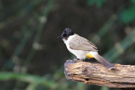 Premium Photo Beautiful Bird On Branch Sootyheaded Bulbul Pycnonotus