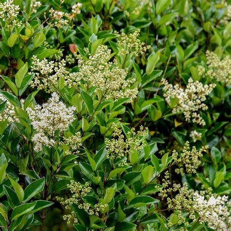 Ligustrum Japonicum Japanese Privet Ornamental Trees