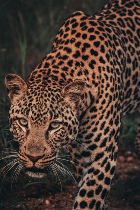 Lepard Print 30 Canvas And More